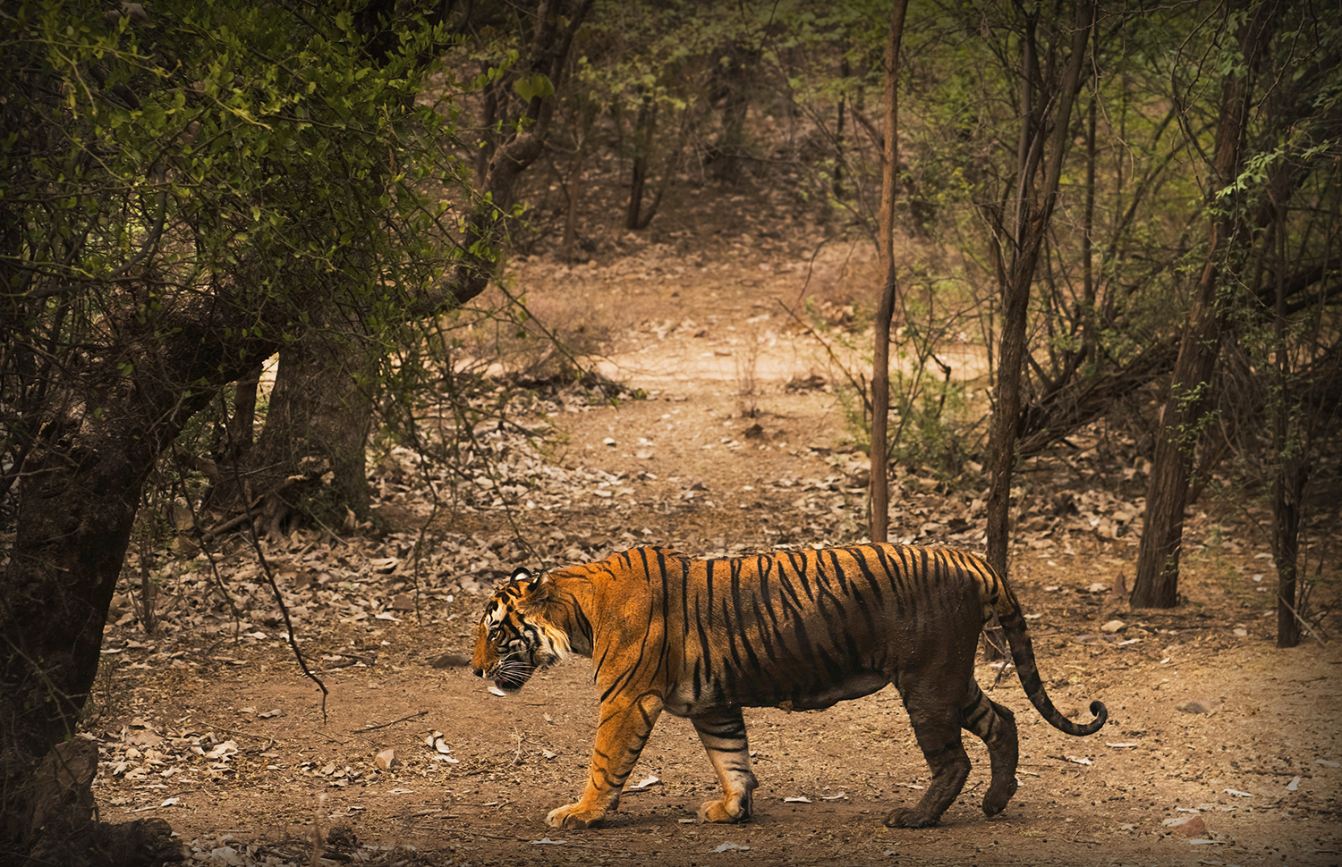Kanha National Park | Madhya Pradesh
